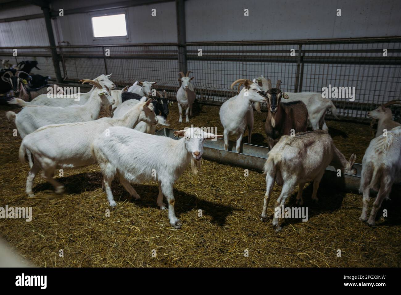 Domestic white goats in the dairy farm Stock Photo - Alamy