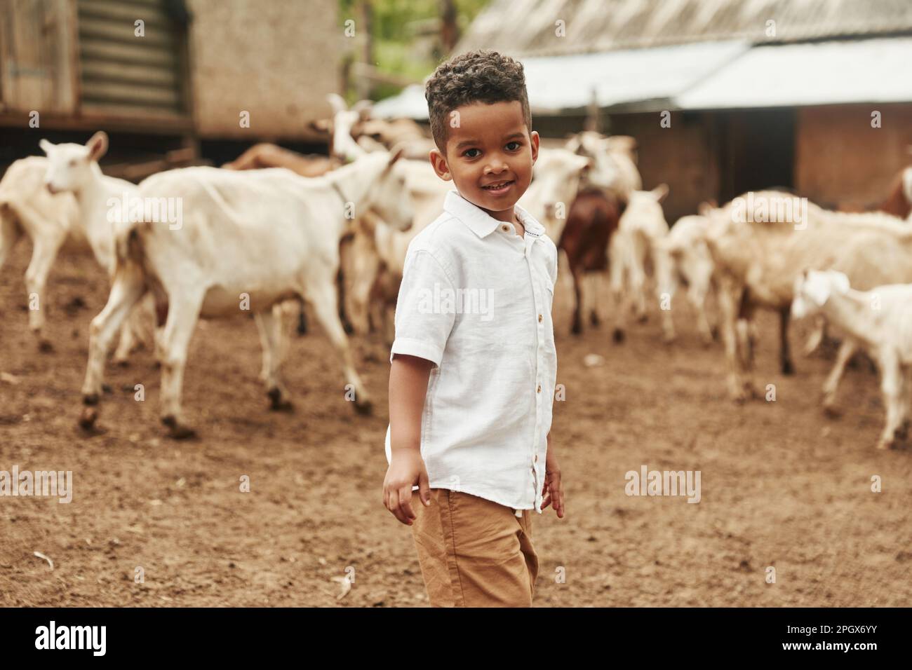 Cute little african american boy is on the farm at summertime with ...