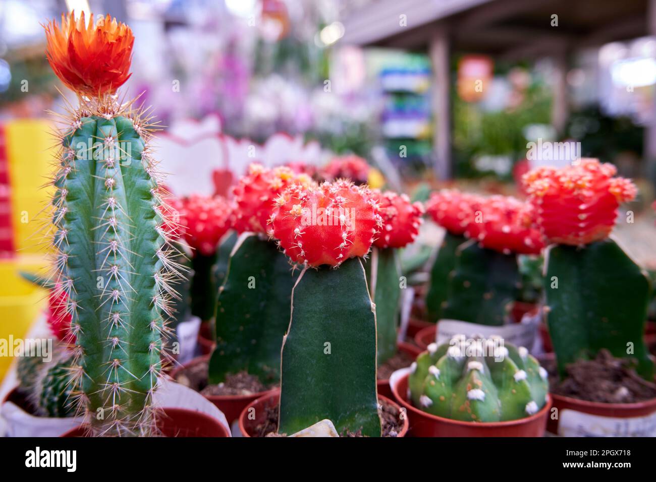 A group of blooming colorful grafted cacti in a plant shop Stock Photo ...