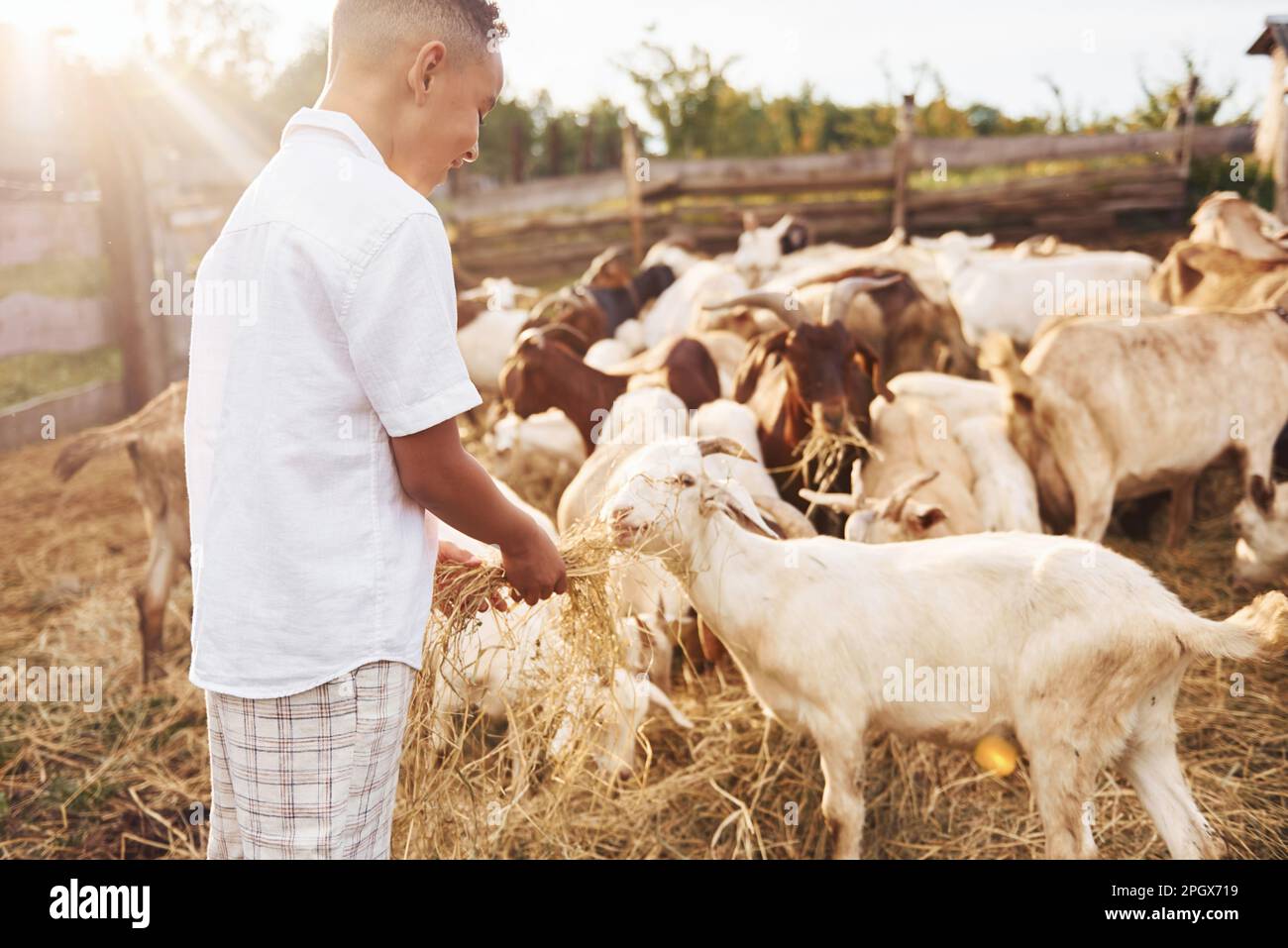 Cute little african american boy is on the farm at summertime with ...