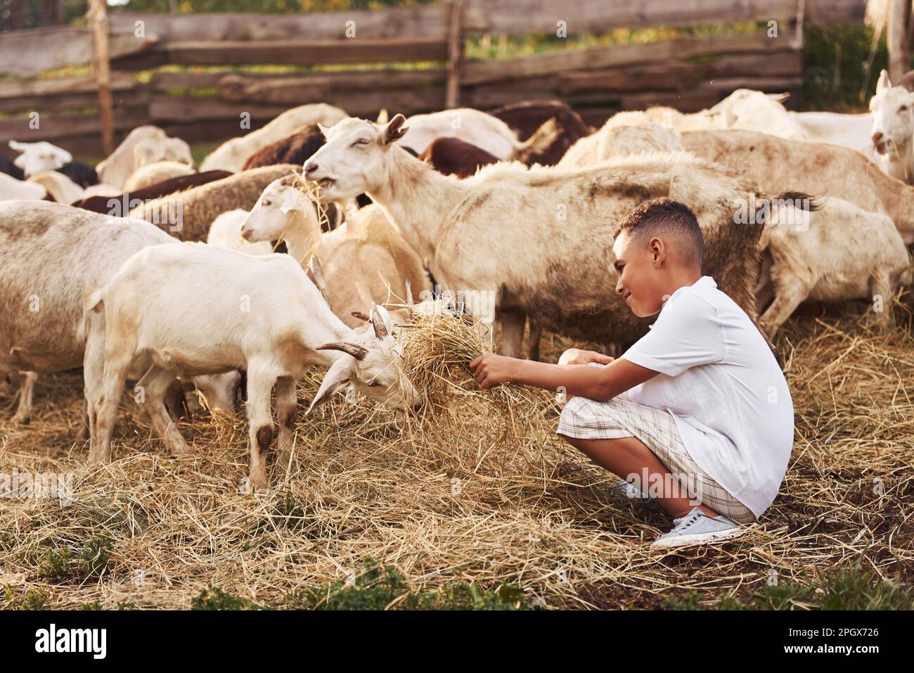 Cute little african american boy is on the farm at summertime with ...