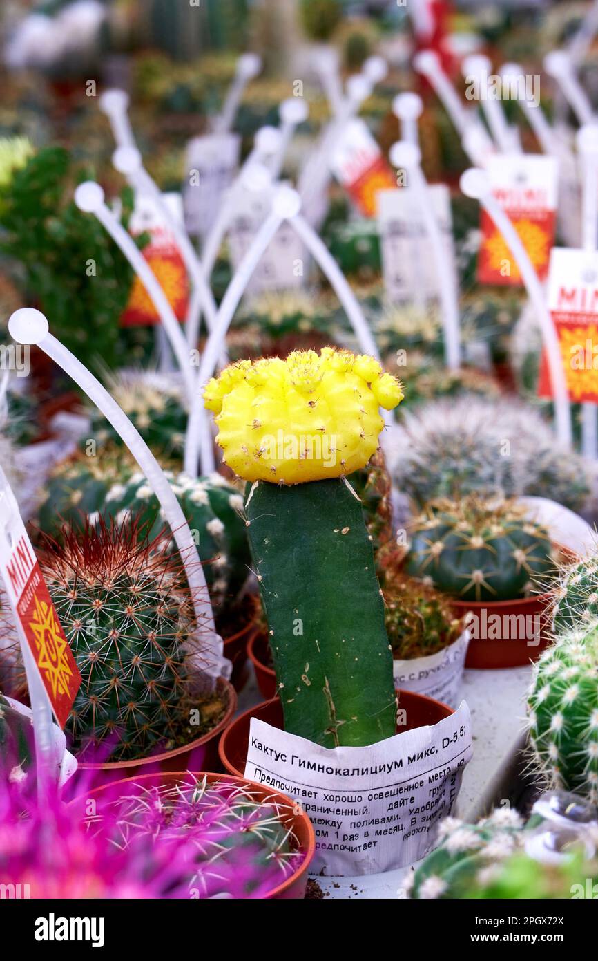 Blooming colorful grafted cactus in plant shop Stock Photo - Alamy