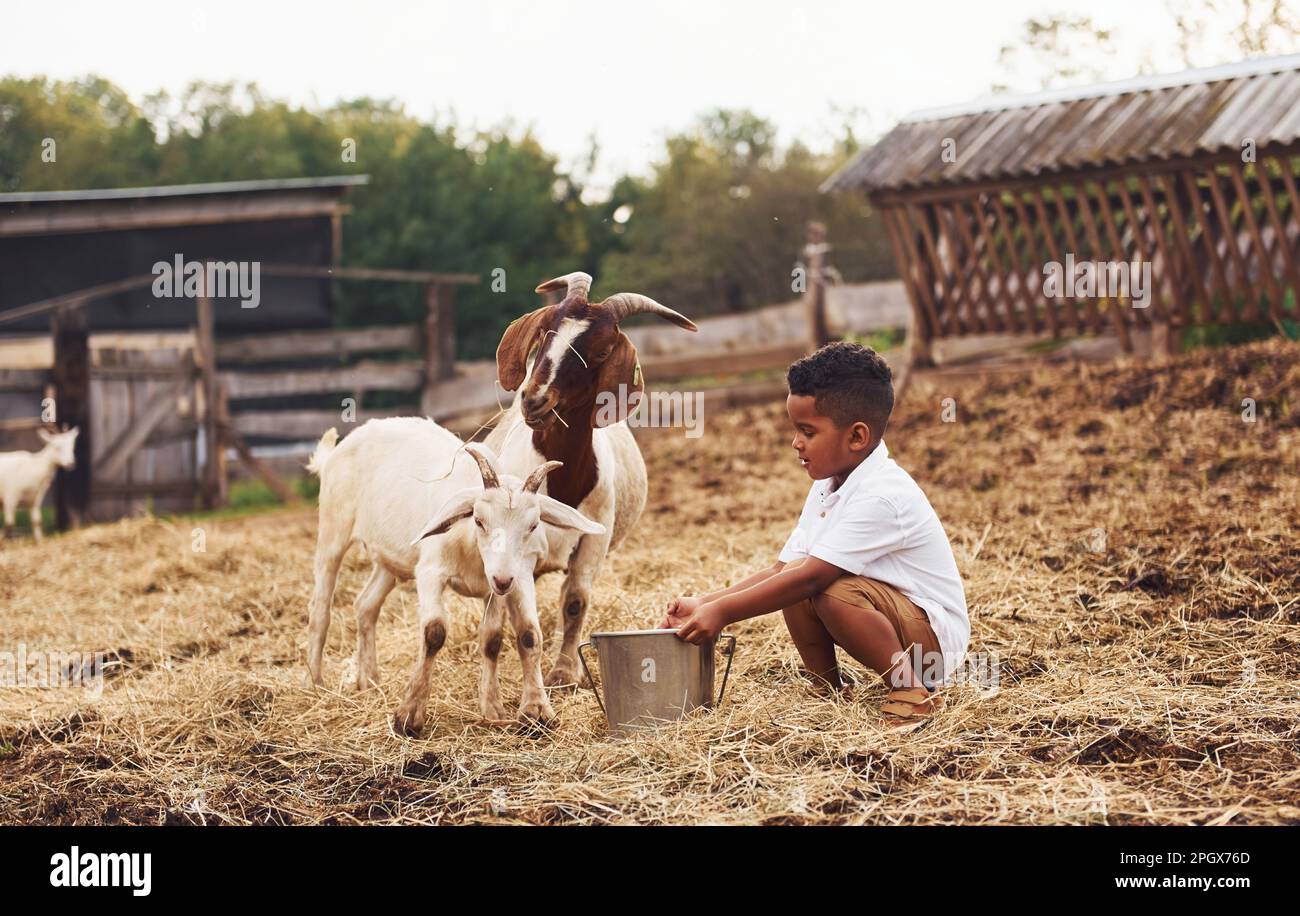 Warm weather. Cute little african american boy is on the farm at ...
