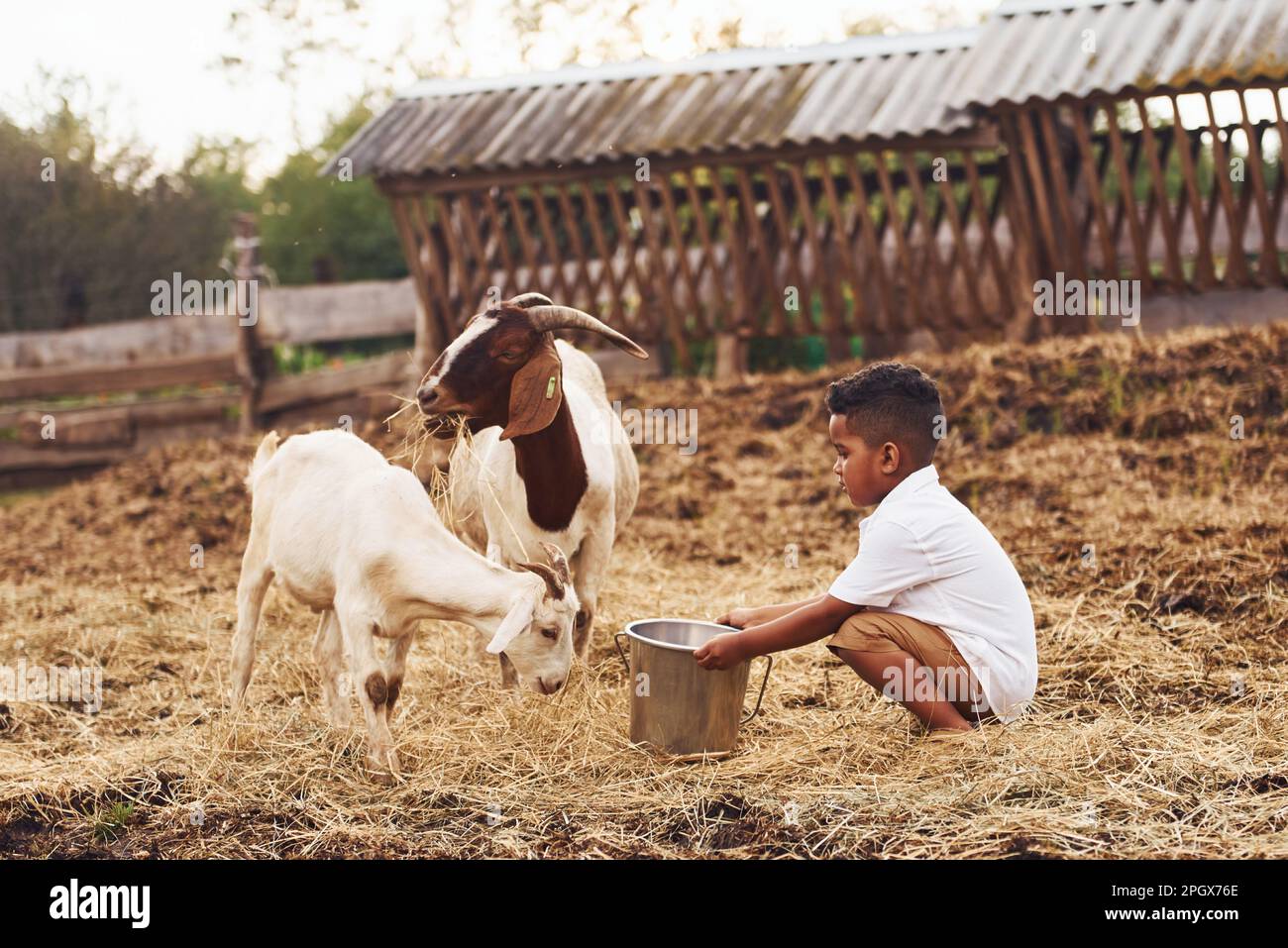 Warm weather. Cute little african american boy is on the farm at ...