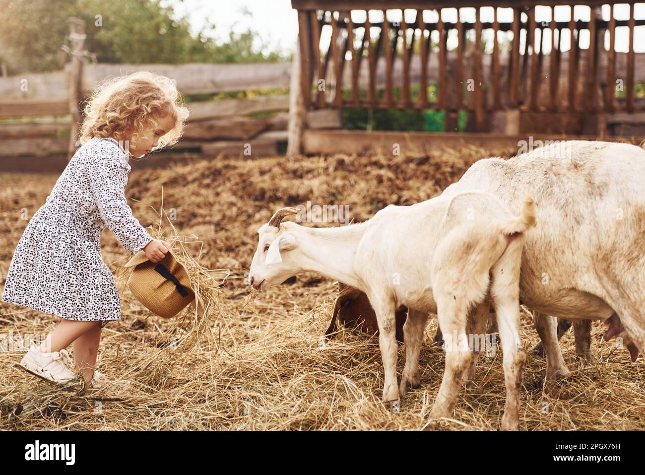 With goats. Little girl in blue clothes is on the farm at summertime ...