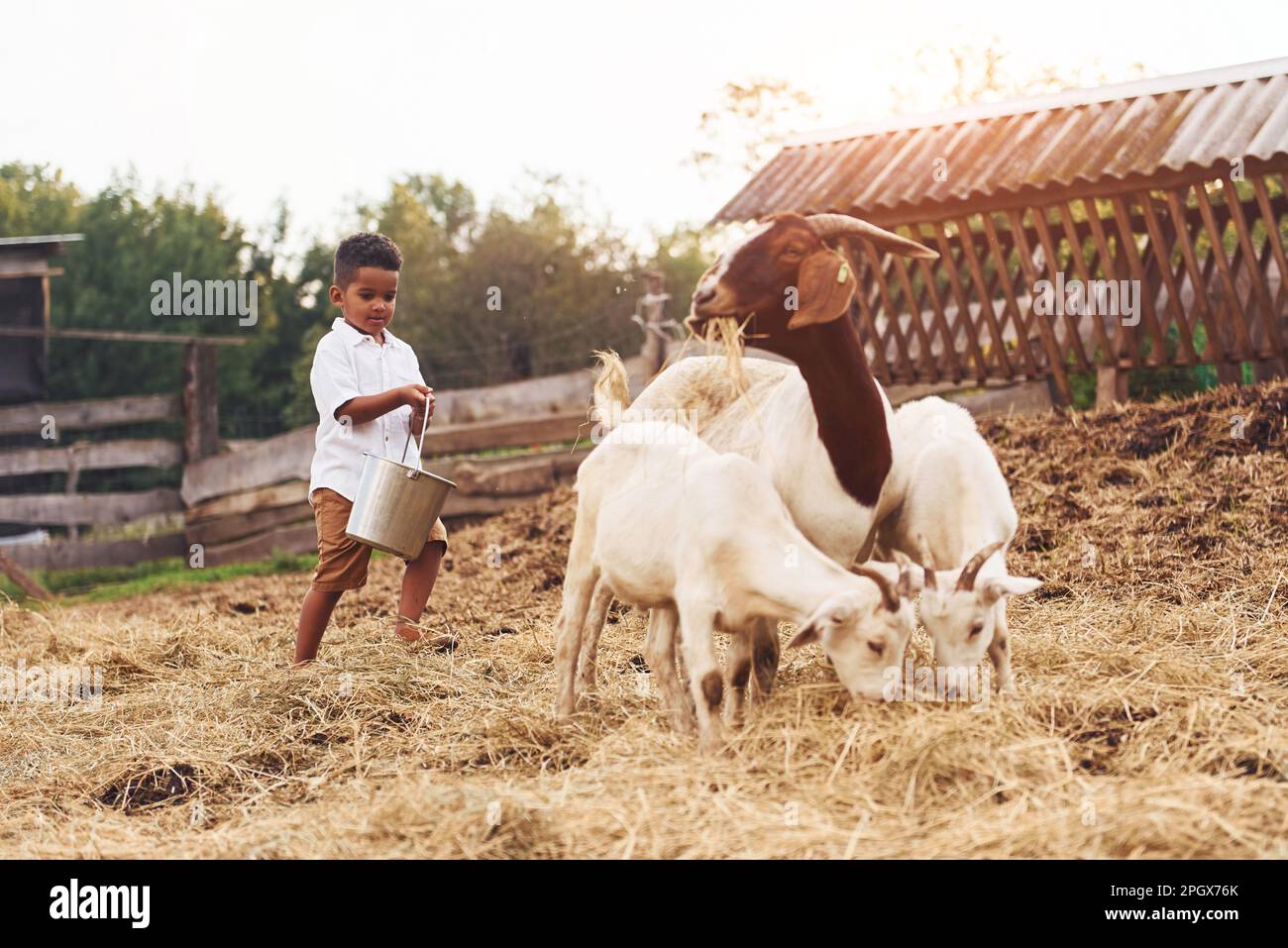 Warm weather. Cute little african american boy is on the farm at ...