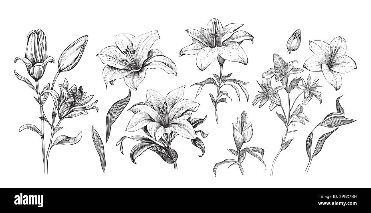 Set of lilies sketch hand drawn in doodle style illustration Stock ...