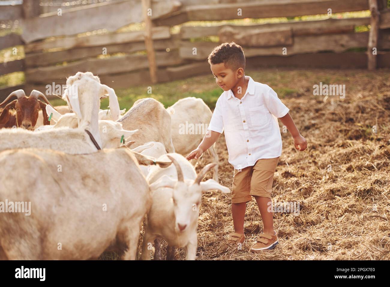 Warm weather. Cute little african american boy is on the farm at ...