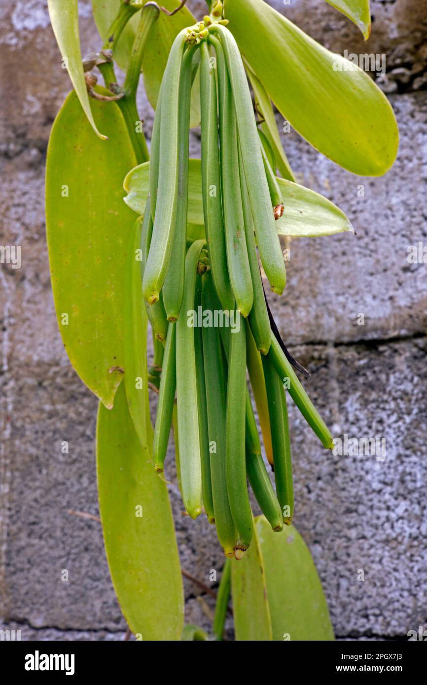 Vanilla planifolia, vanilla beans, Mauritius Stock Photo - Alamy