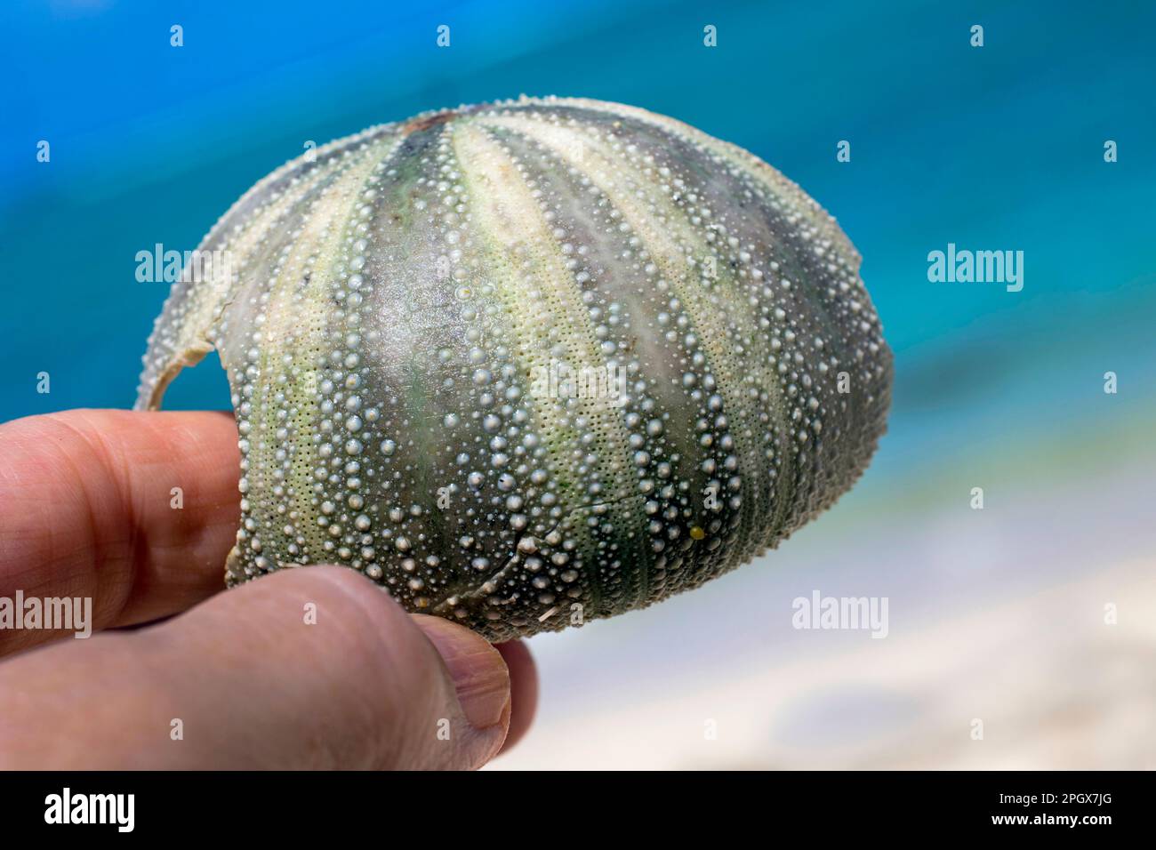 Sea urchin, dead, Gulf of Aqaba Stock Photo - Alamy