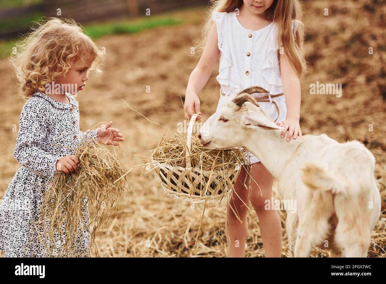 Two little girls together on the farm at summertime having weekend with ...