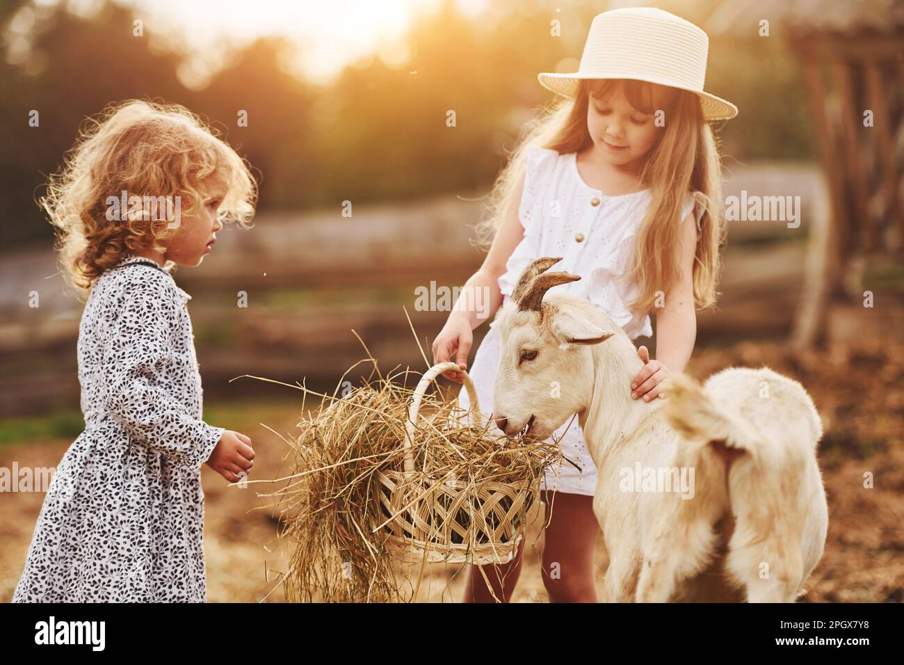 Two little girls together on the farm at summertime having weekend with ...