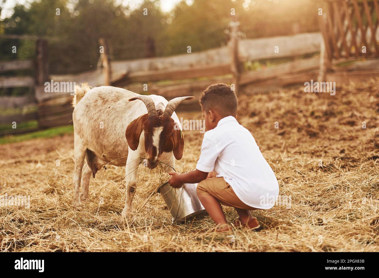 Cute little african american boy is on the farm at summertime with goat ...