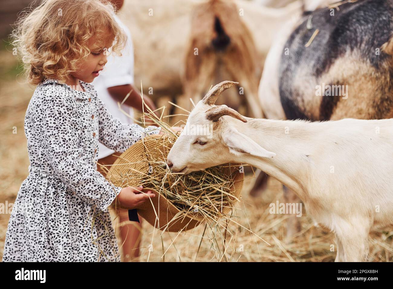 Feeding goats. Little girl in blue clothes is on the farm at summertime ...