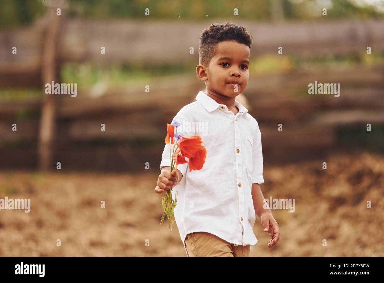 Cute little african american boy is on the farm at summertime holding ...