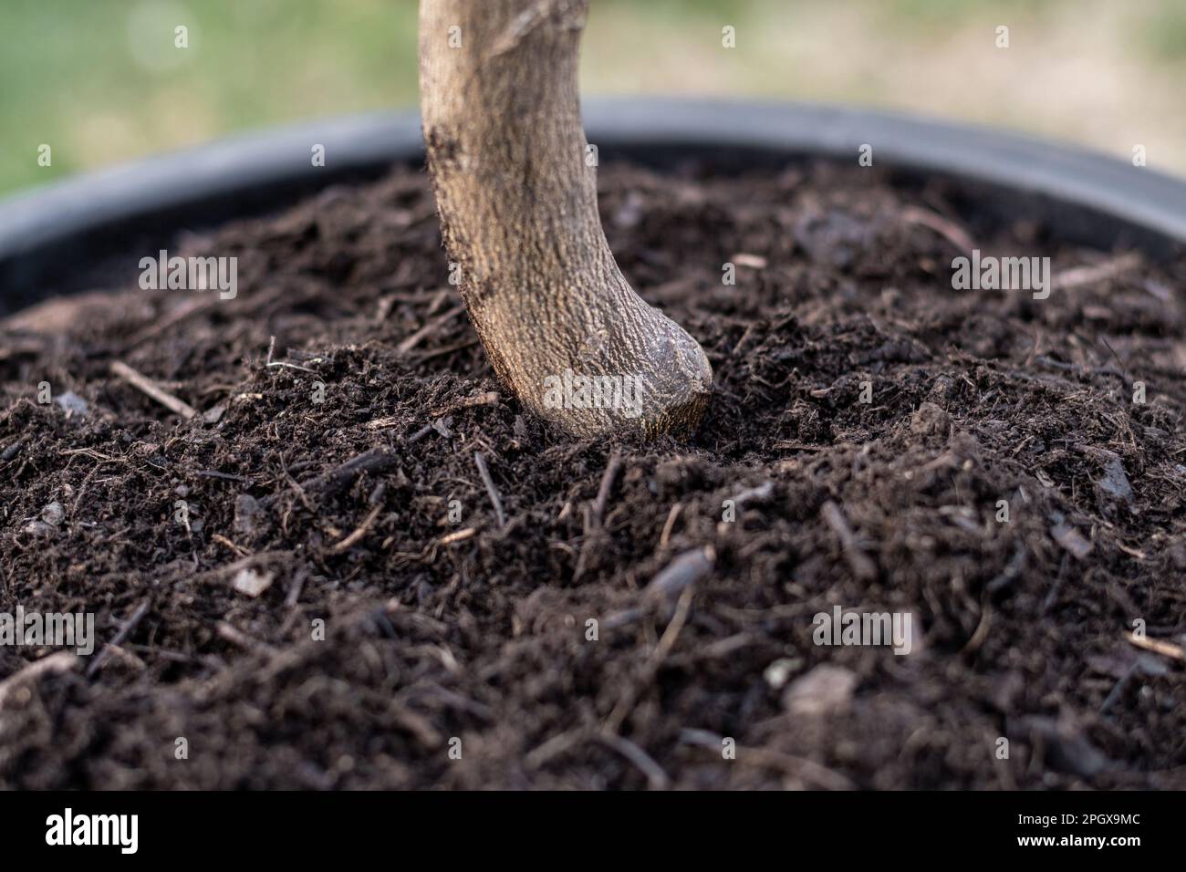 Freshly transplanted lemon tree. Top view of the stem of the plant with ...