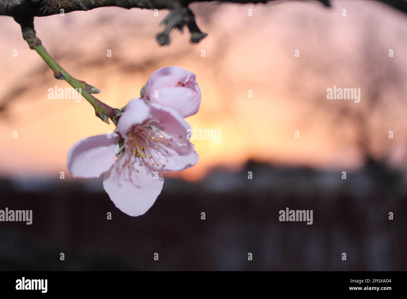 Peach blossom petals hi-res stock photography and images - Alamy