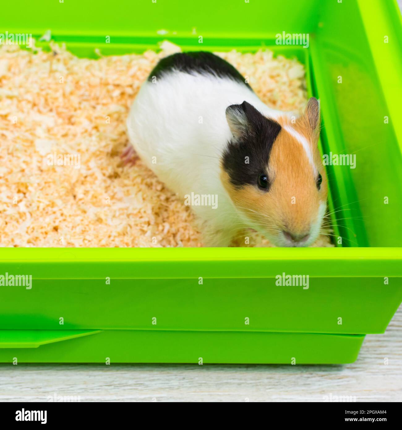 Guinea pig in a box hi-res stock photography and images - Alamy