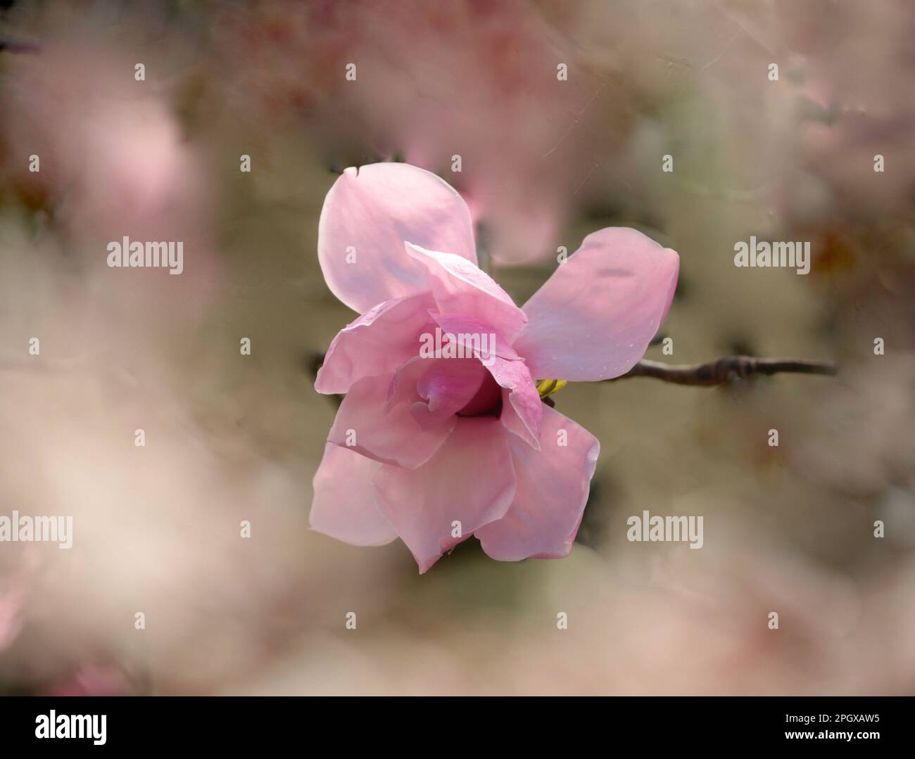 Pink magnilia hi-res stock photography and images - Alamy