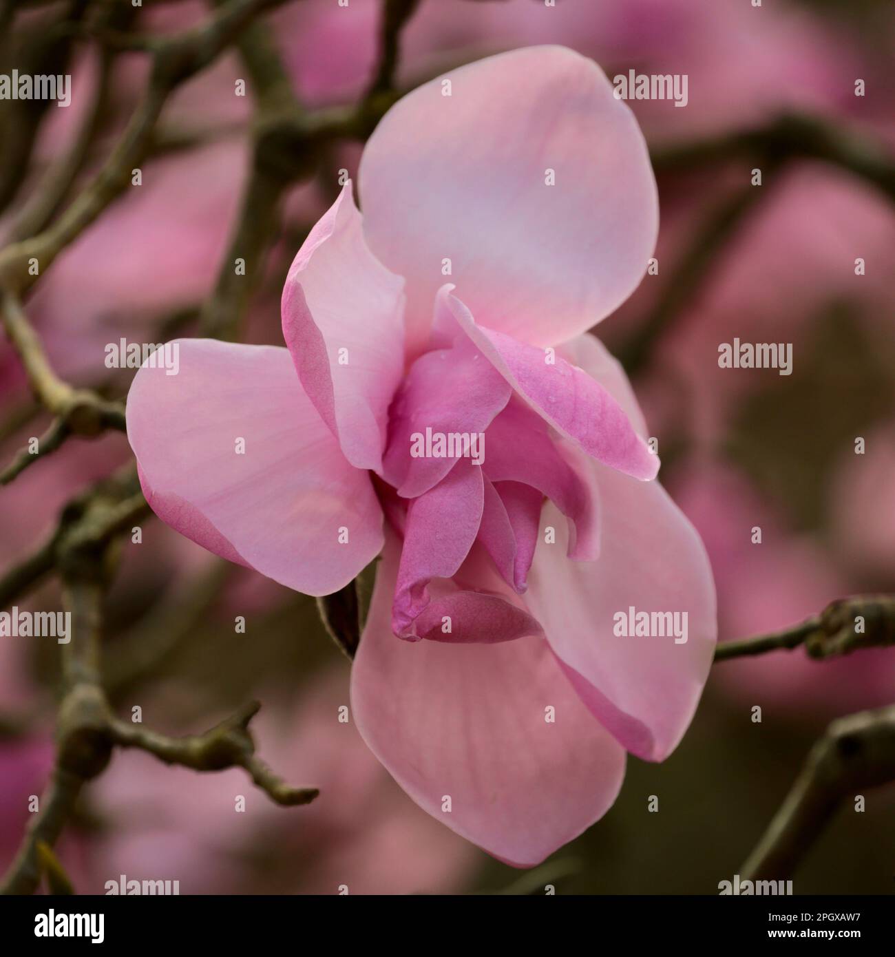 Pink magnilia hi-res stock photography and images - Alamy