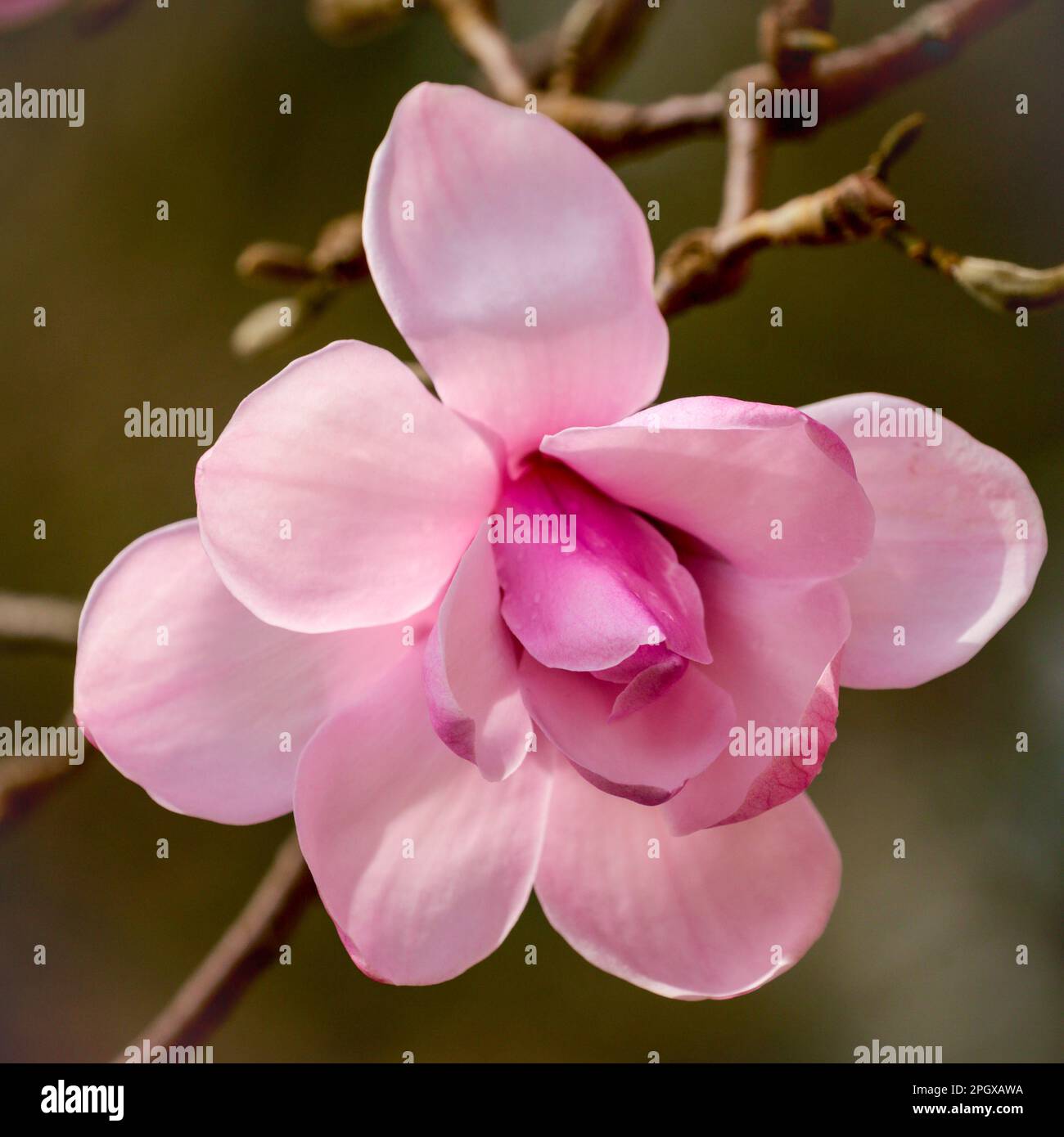 pink magnolia flowers Stock Photo - Alamy