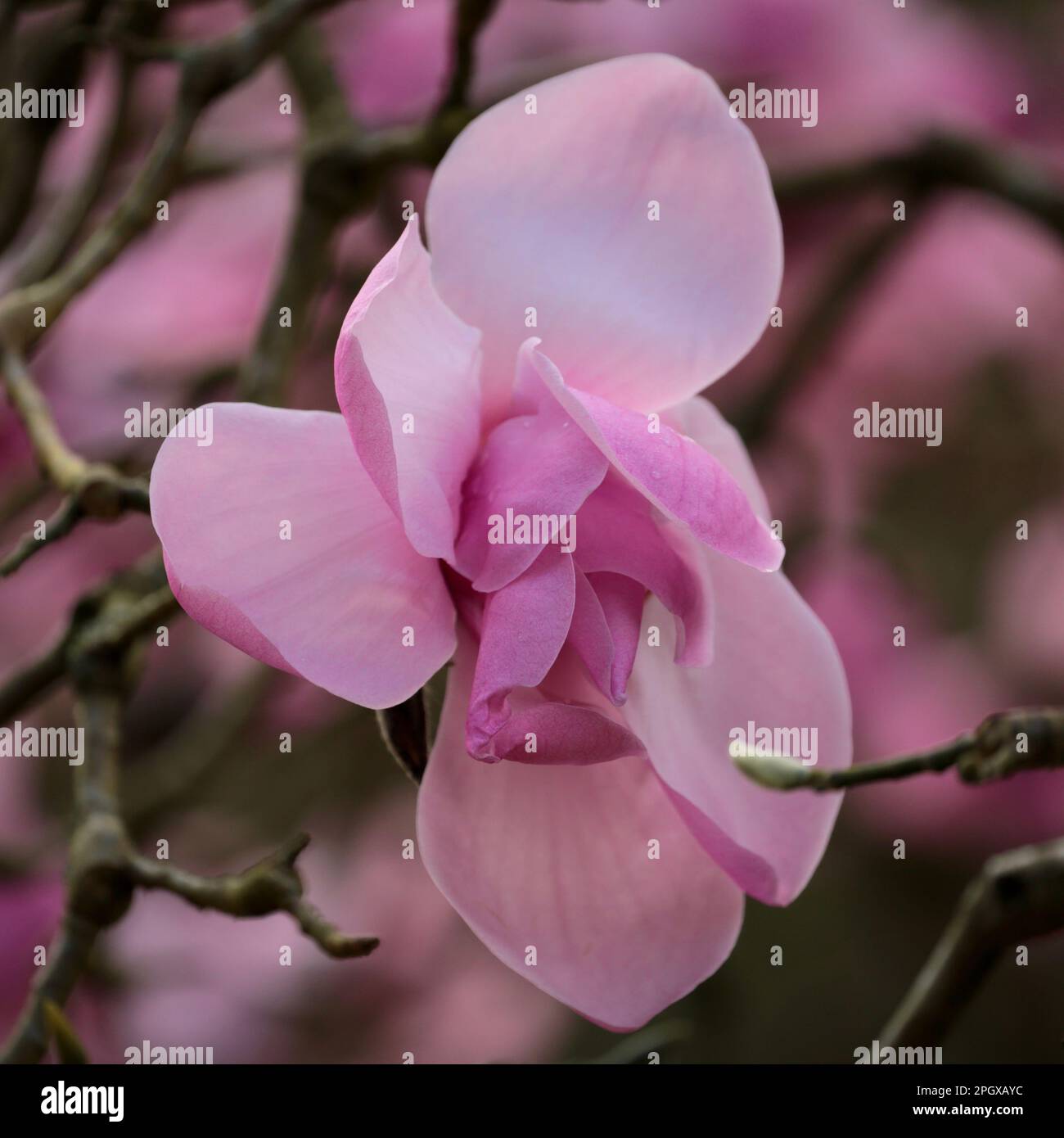 Pink magnilia hi-res stock photography and images - Alamy