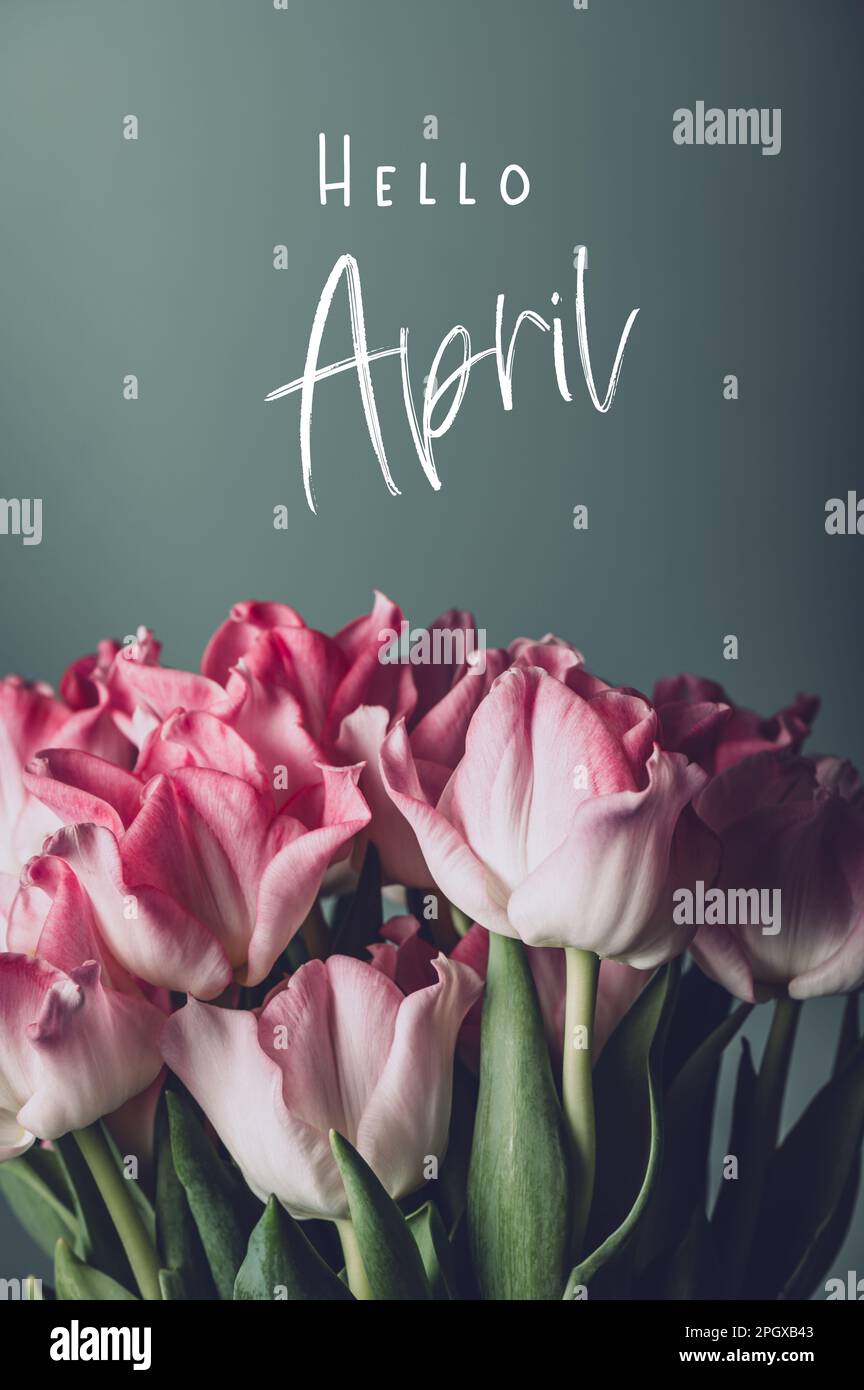 Hello April card with tulips Stock Photo - Alamy