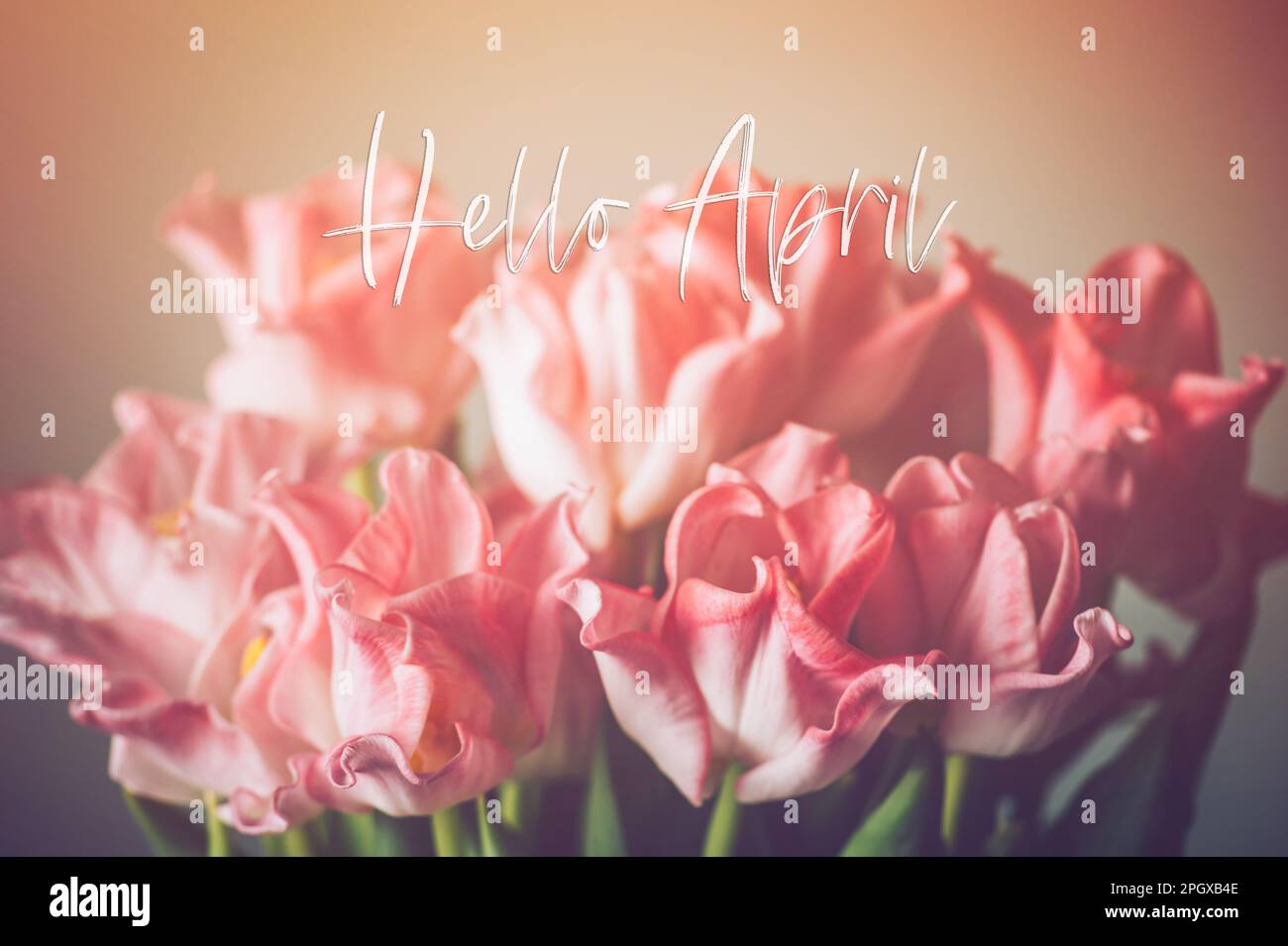 Hello April card with tulips Stock Photo - Alamy