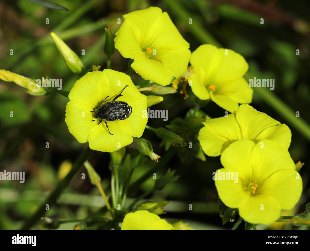 Springtime. White spotted rose beetle (oxythyrea) pollinates Yellow ...
