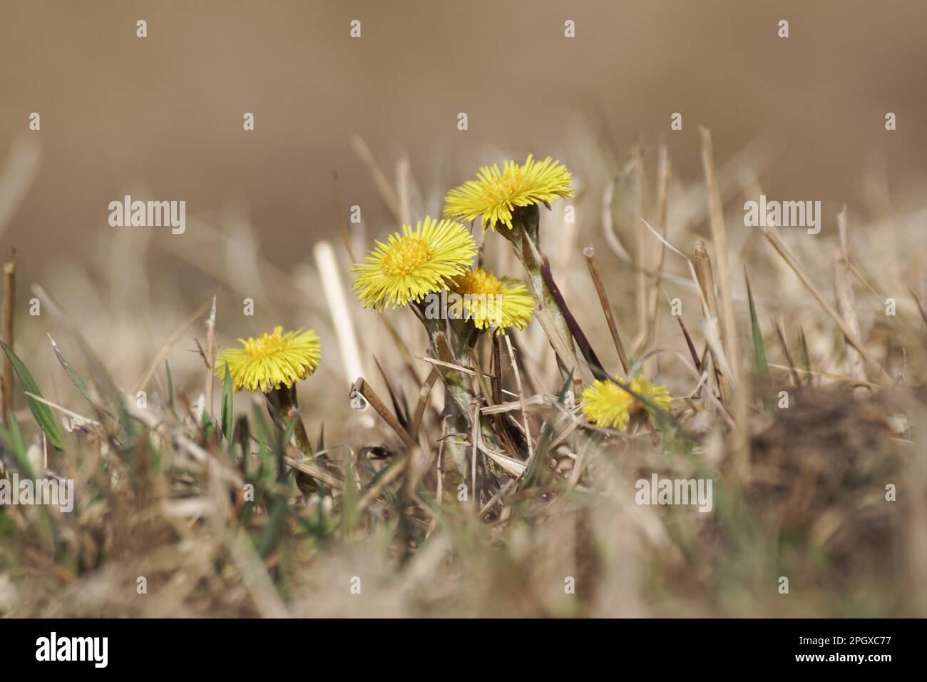 Flatweed plant hi-res stock photography and images - Alamy