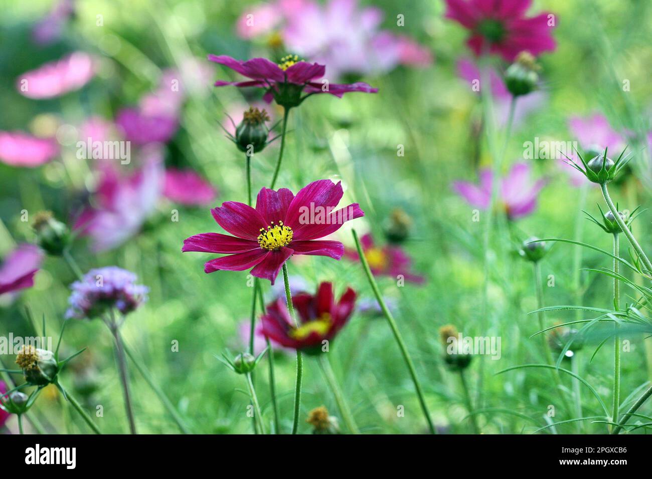 Carmine red bloom on upright stem hi-res stock photography and images ...