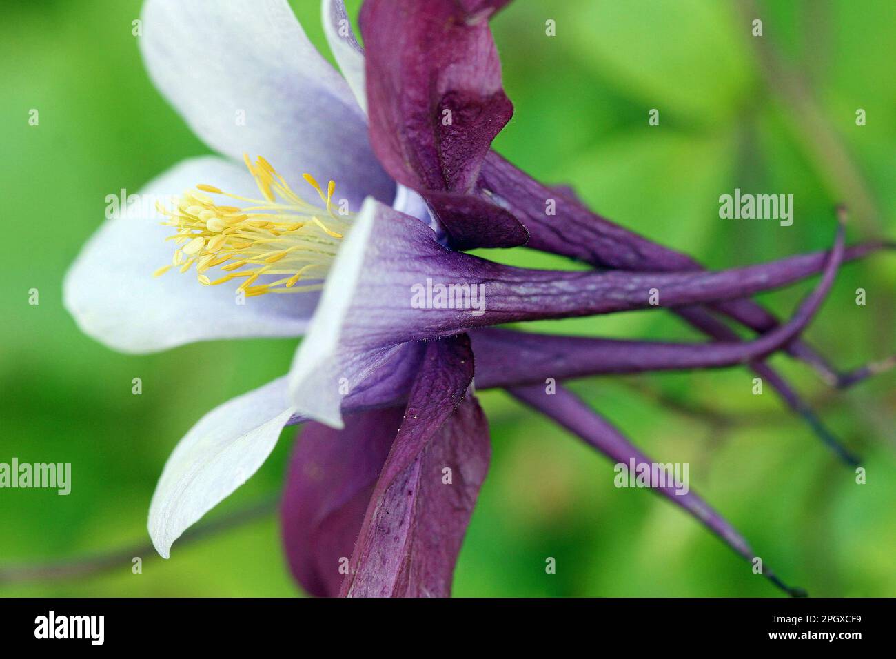 Aquilegia vulgaris earlybird purple white hi-res stock photography and ...