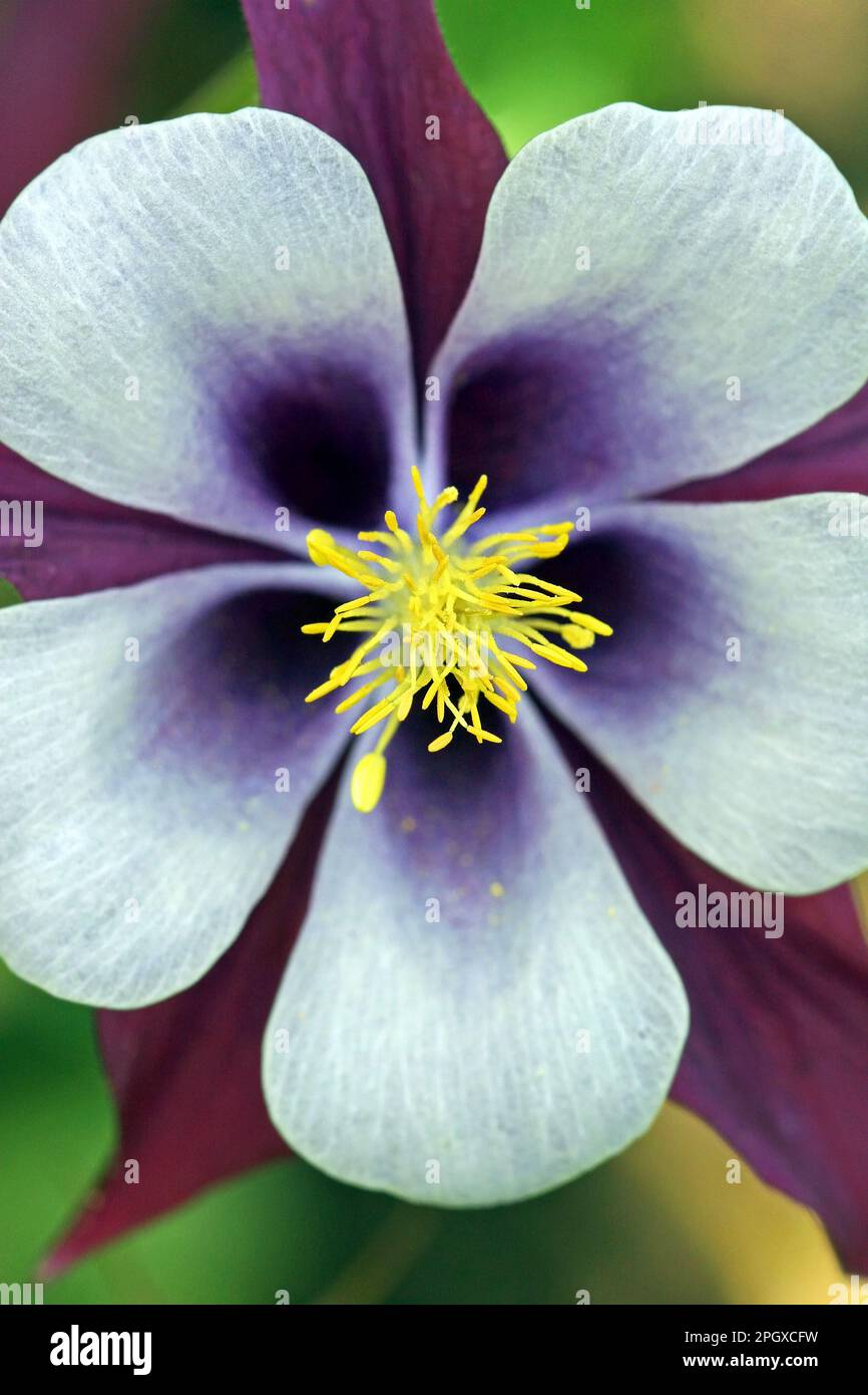 Columbine earlybird purple white hi-res stock photography and images ...