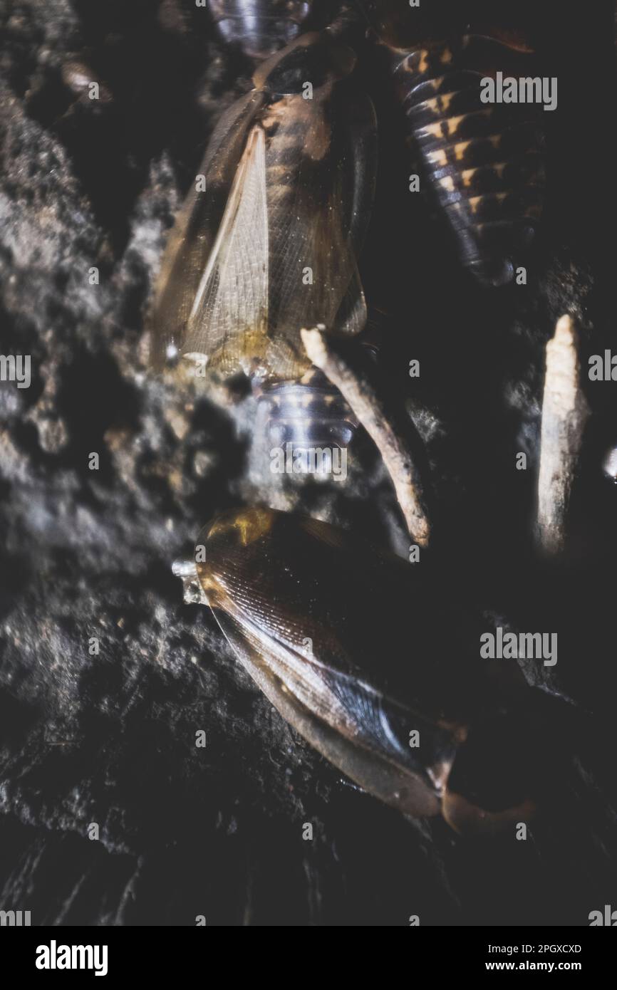 Fear for insects hi-res stock photography and images - Alamy