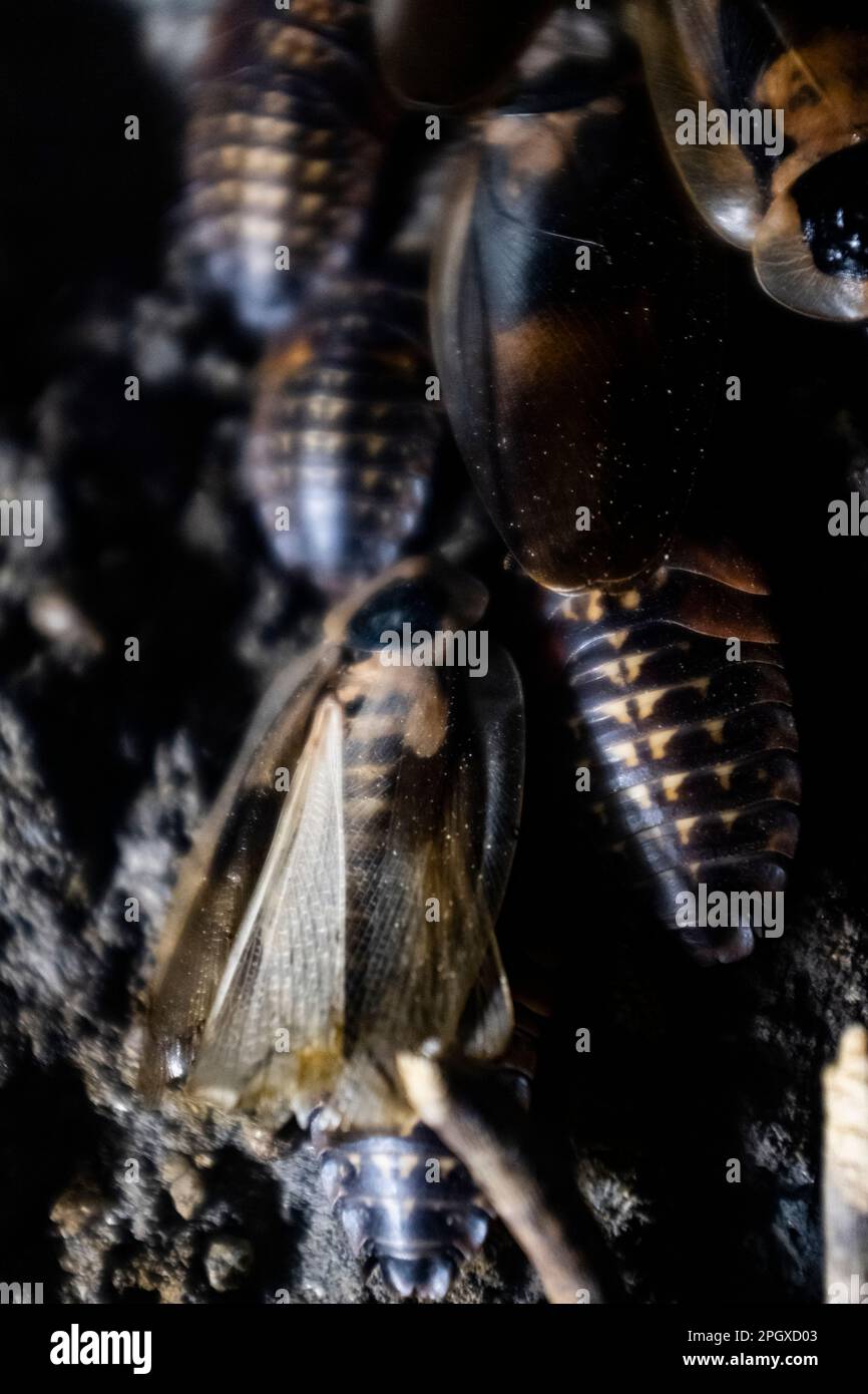 Fear for insects hi-res stock photography and images - Alamy