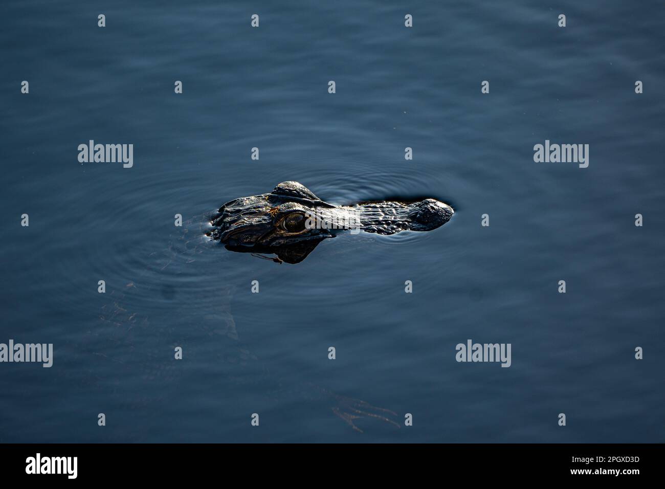 A close up of an alligator slowly swimming on the surface of a body of ...