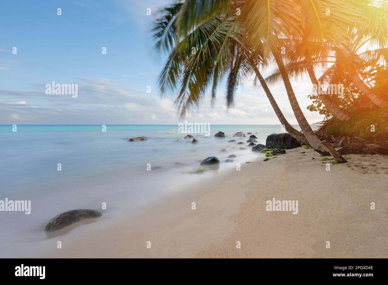 Clean tropical sand beach with smooth water and palm tree in morning ...