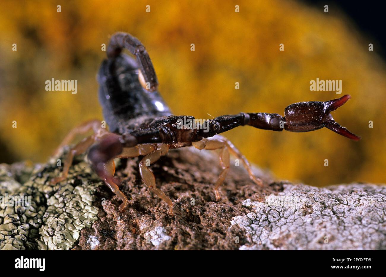 Scorpion (Euscorpius flavicaudis). Sassari. Sardegna. Italia Stock ...