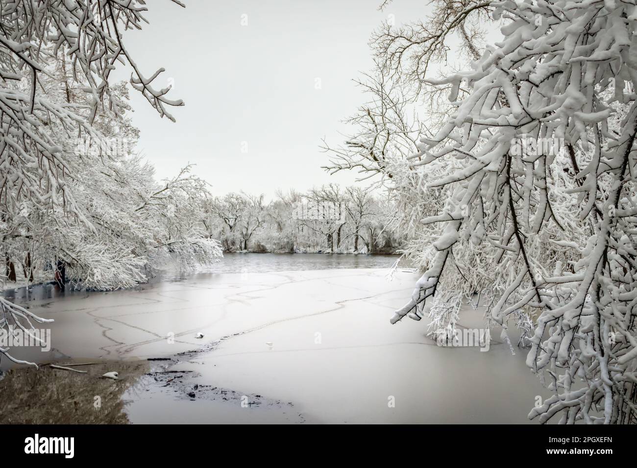 Trees in Martin Nature Park after a Winter Storm. Martin Nature Park is ...