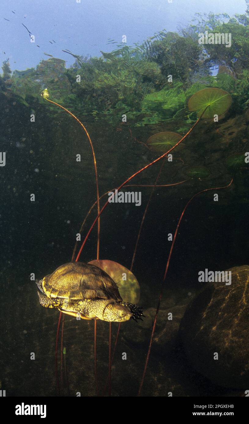 Emydid turtle hi-res stock photography and images - Alamy