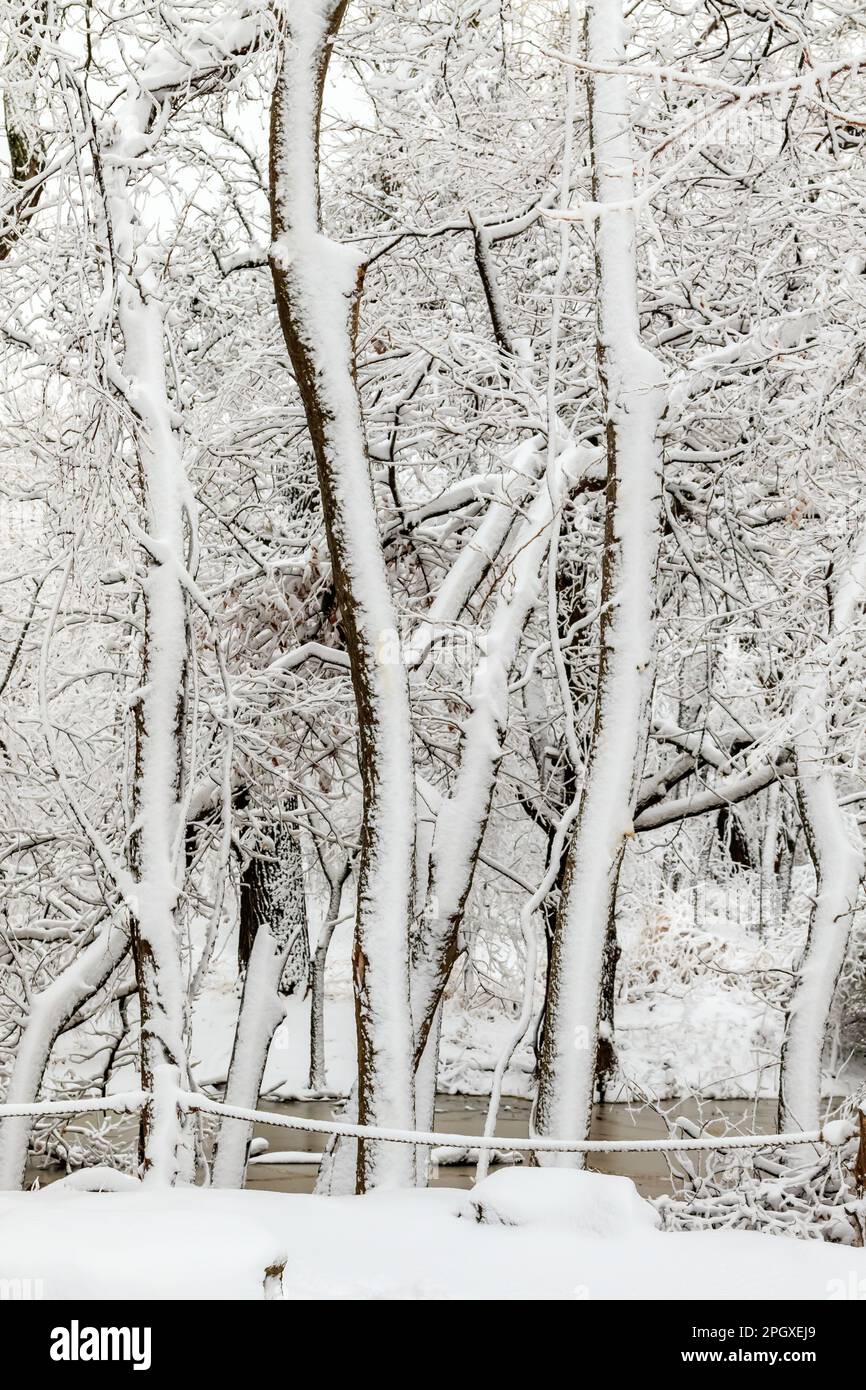 Trees in Martin Nature Park after a Winter Storm. Martin Nature Park is ...