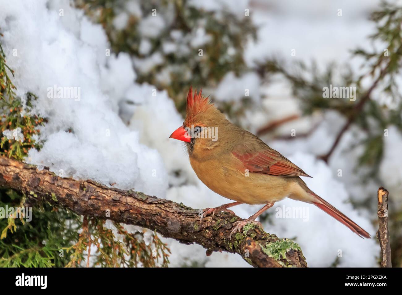 Female cardinal in snowy tree hi-res stock photography and images - Alamy