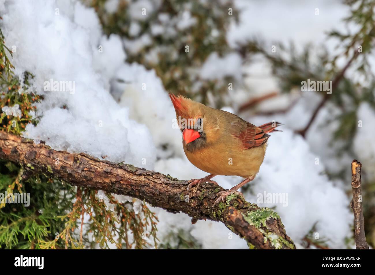 Female Cardinal (Cardinalis cardinalis) in a Snowy Tree Stock Photo - Alamy