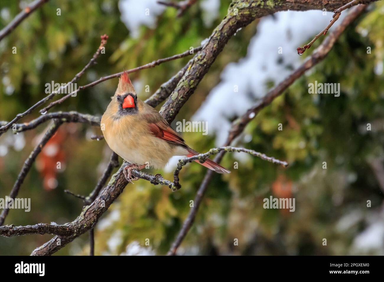 Female cardinal in snowy tree hi-res stock photography and images - Alamy
