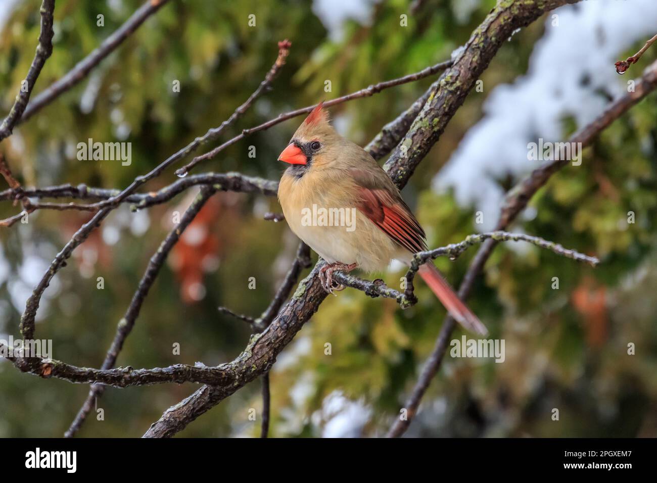 Female Cardinal (Cardinalis cardinalis) in a Snowy Tree Stock Photo - Alamy