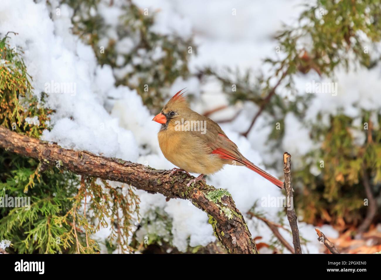 Female Cardinal (Cardinalis cardinalis) in a Snowy Tree Stock Photo - Alamy