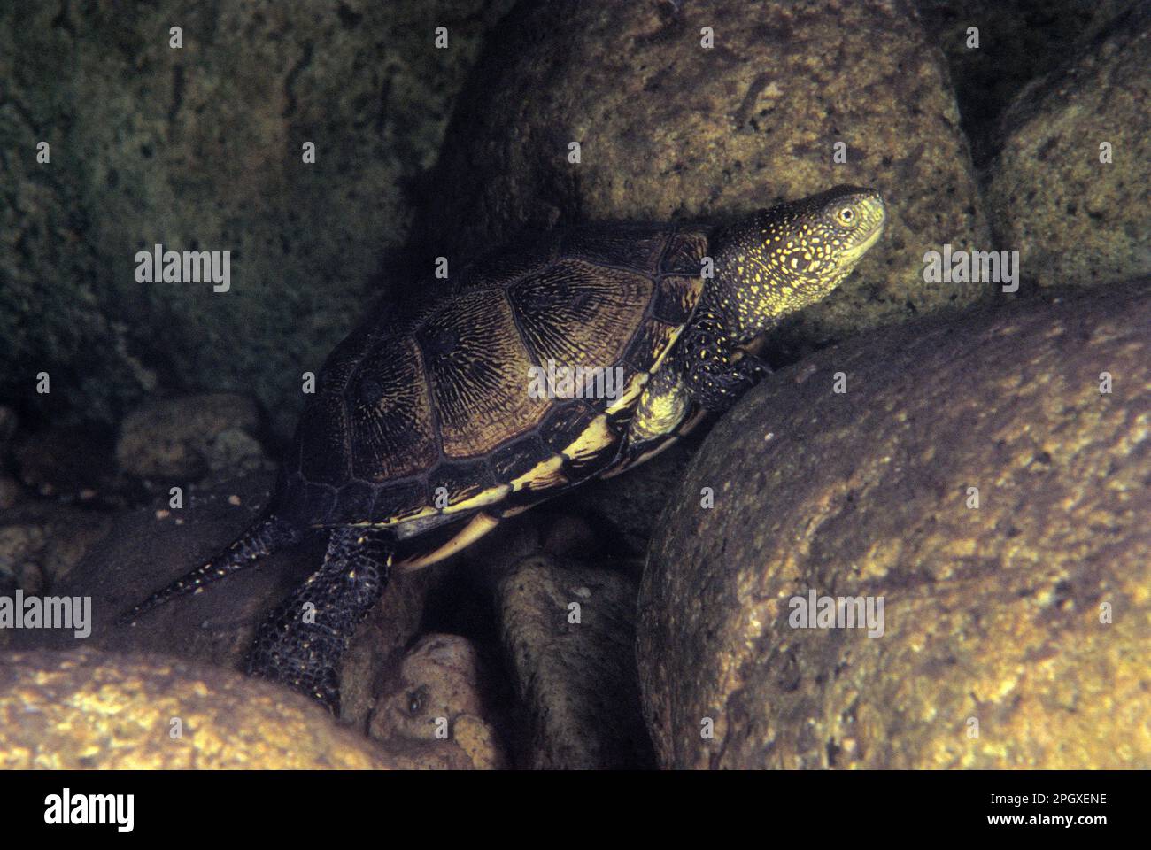 Testuggine palustre, emys orbicularis, European pond turtle, Berchidda ...