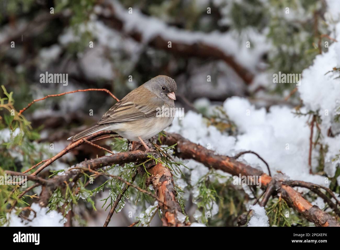 Dark-eyed Junco - Pink-sided variety- (Junco hyemalis mearnsi) in a ...