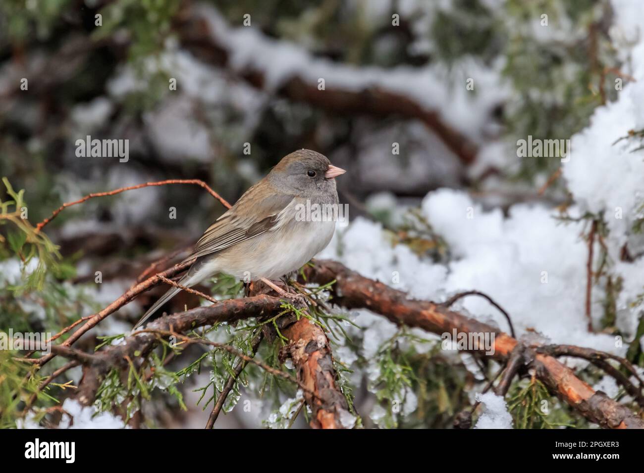 Dark-eyed Junco - Pink-sided variety- (Junco hyemalis mearnsi) in a snowy tree Stock Photo - Alamy