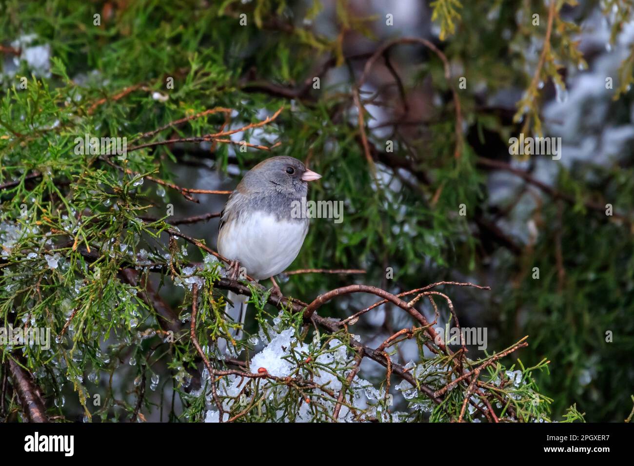 Dark-eyed Junco - Pink-sided variety- (Junco hyemalis mearnsi) in a ...